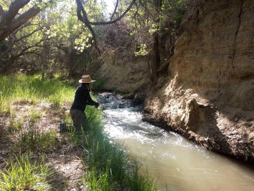 Freestone streams
